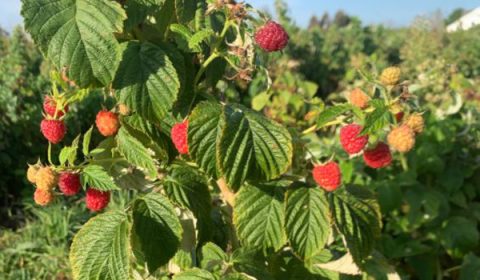 Raspberries - Greg's U-Pick Farm